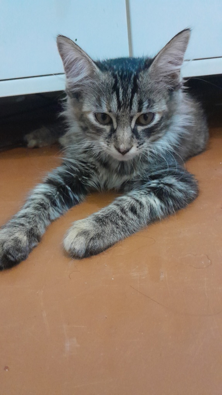 Сибирский котенок 2,5 месяца