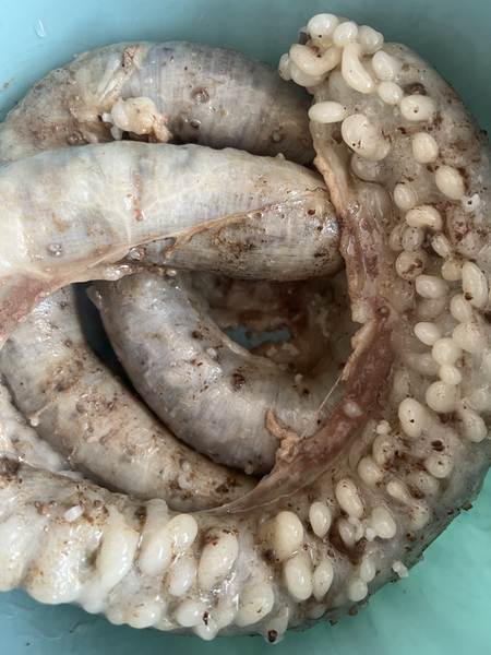 Хасип, hasip, xasip, kalla pocha, калла поча