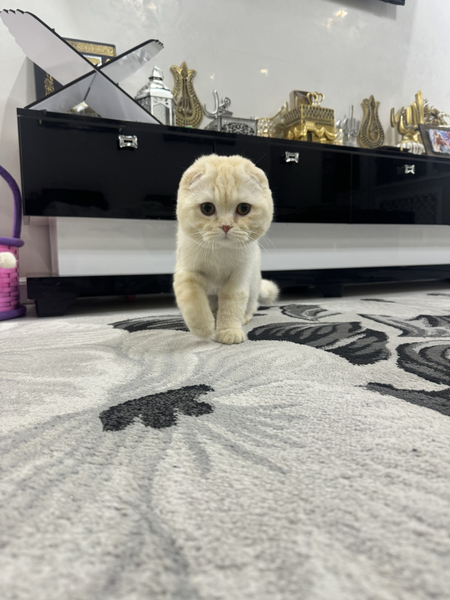 Продаётся кот