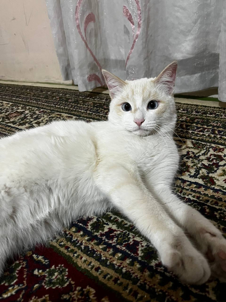 ОТДАМ ДАРОМ   Скотш страйт