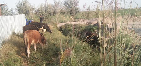 buqachalar sotiladi
