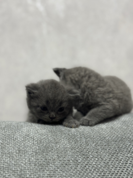 Котята британцы