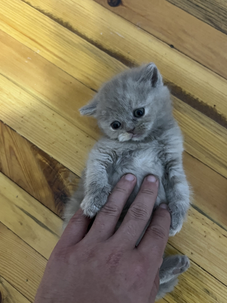 Скотиш фолд (краткоухие)Котята 1,5 месячные.