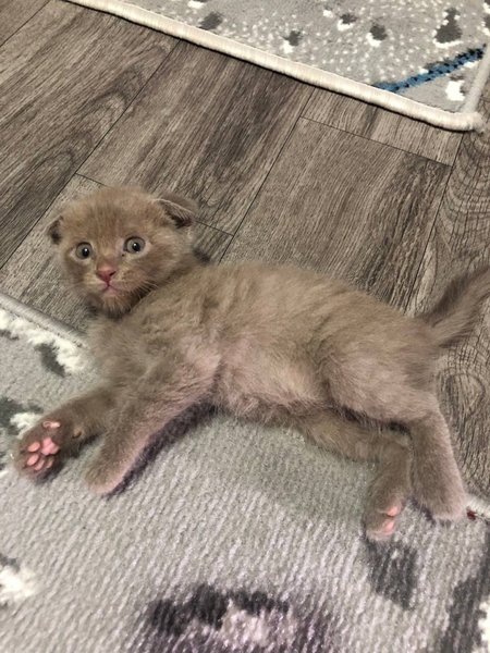 Продаеться котенок