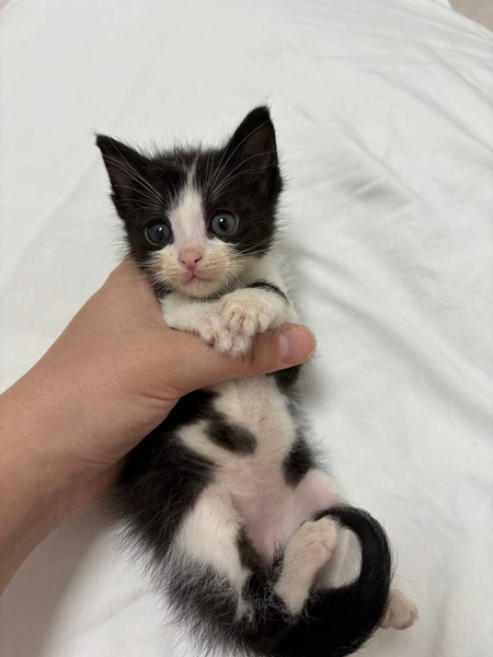 Котёнок ищет домик!