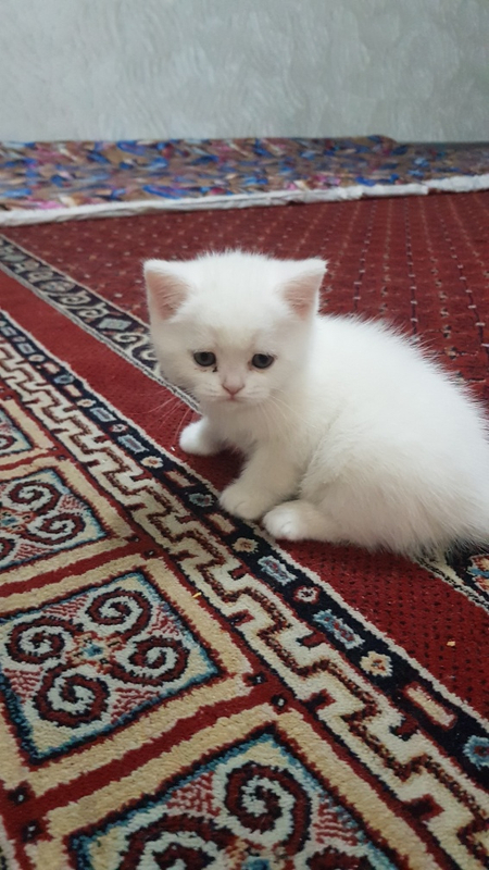 Котята Скотиш Страйт