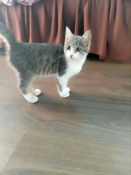 Продается Котёнок