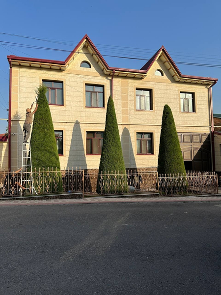 Газон Рулонавой ландшафт палиф Газон Gazon