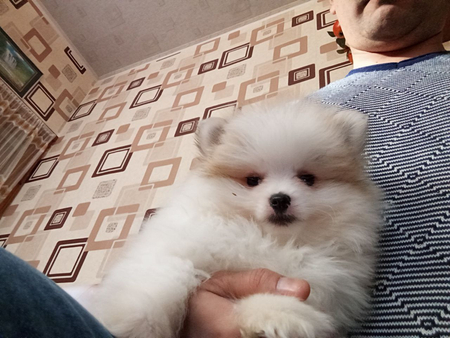 Срочно продаются Памеранские Шпицы