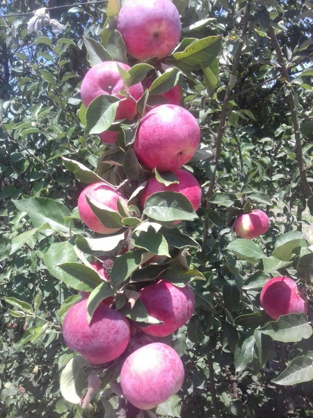 OLMA kuchat eng yangi sortlarimiz bor sortiga qonuniy kafolat beramiz
