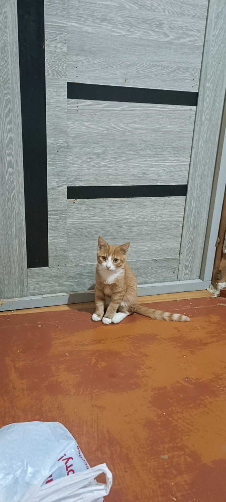 Рыжий котенок В семью