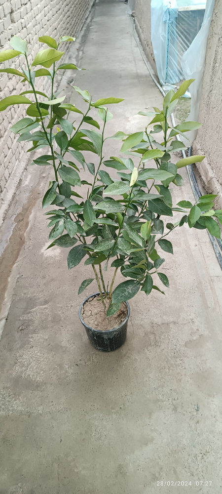 kochatlari sotiladi