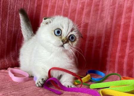 Котята породы манчикин