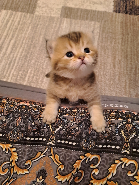Котята Скоттиш фолд  золотая текированая шиншилла