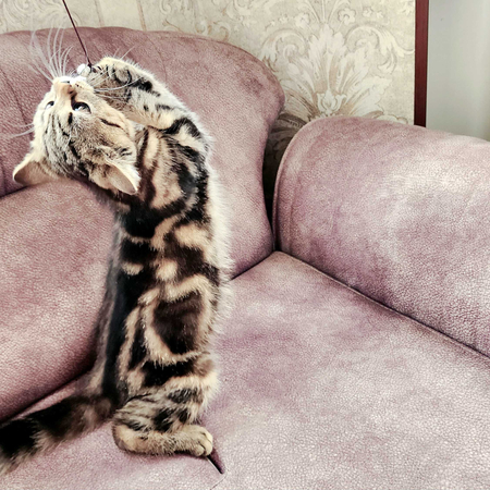 Brown Whiskas N22 Scottish Stright – Девочка; (Скоттиш Страйт) СКИДКА