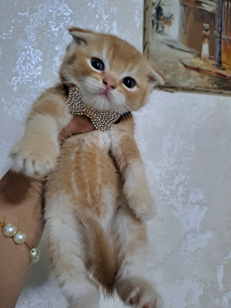 Продаются шикарные котята Скоттиш фолд и Скоттиш страйт