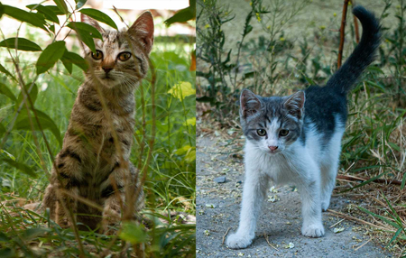 котята в добрые руки