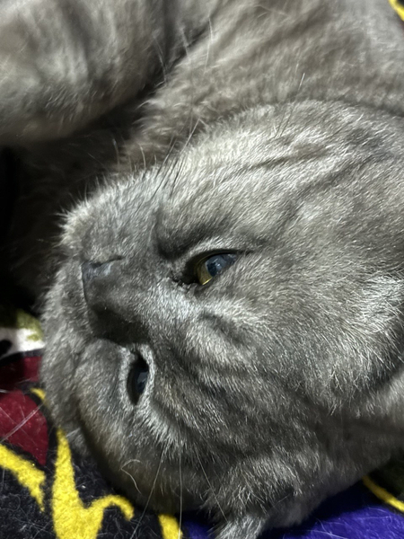 Вязка (СОТИЛМАЙДИ) Кот Скотиш Фолд