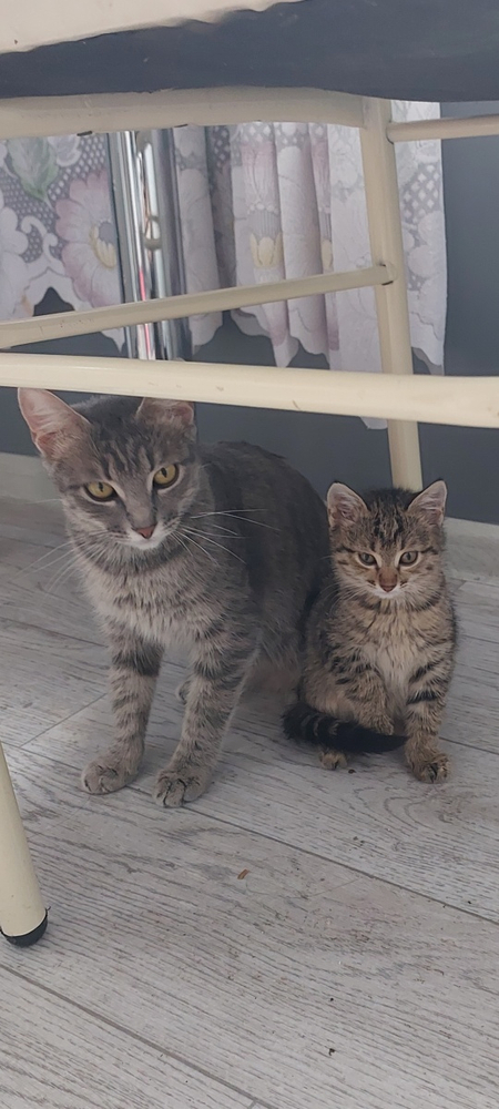 Котята и мама кошка