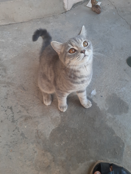 Seocna mushuk sotiladi