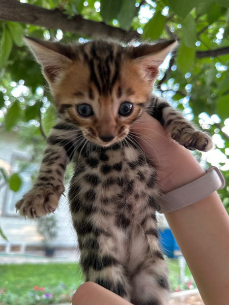 Бенгальские котята