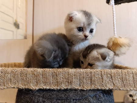 Скоттиш Фолд ( Серебристая Шиншилла)