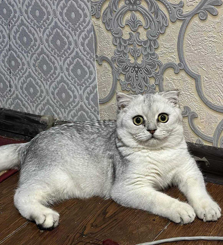 Shinshilla fold Шиншилла фолд
