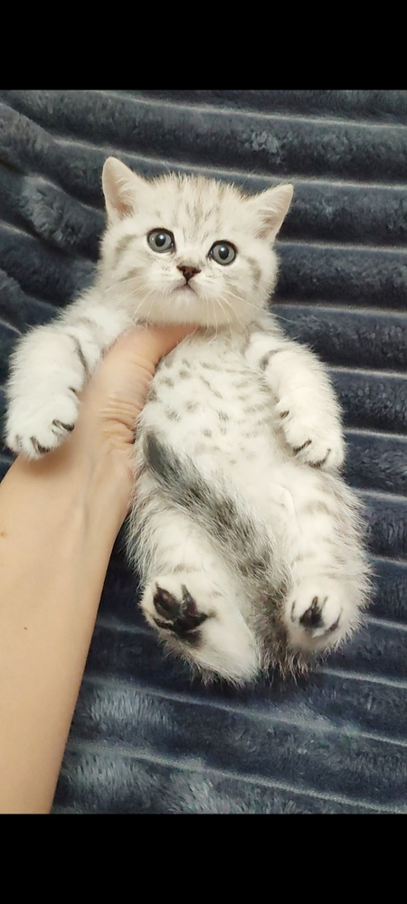 Серебристая шиншилла табби