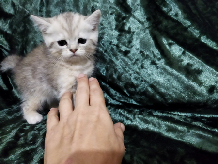 Продаются котята