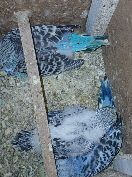 Rabochiy para sotiladi. 3 ta bolasi bilan.