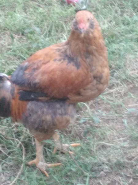 Xoʻrozlar sotiladi