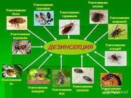 Обработка Дезинфекция/ Дизинфекция/ (Dizinfeksiya Dezinfeksiya)