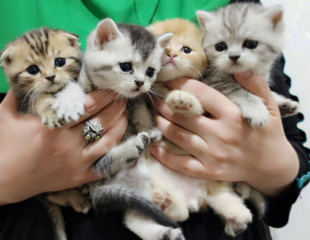 Продаются котята