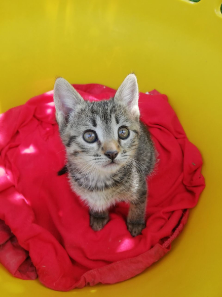 Котята маленькие разные