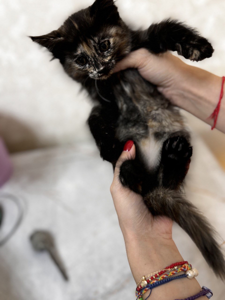 Кошка котенок