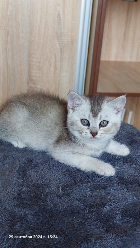 Британская шиншилла