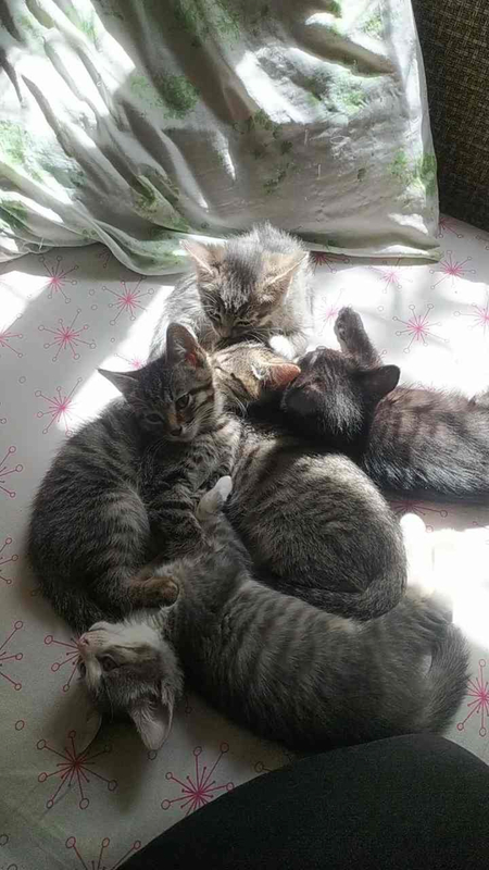 Отдам озорных котят
