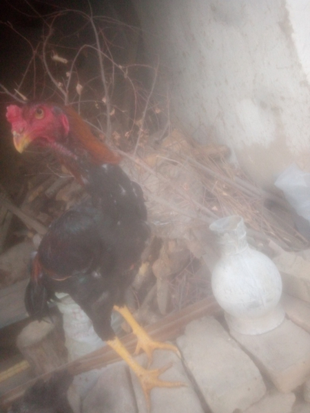 Ko\\\'langi xo\\\'roz sotiladi