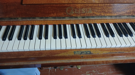 Calisia  pianino