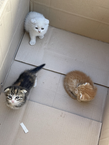 Scottish fold mushugi