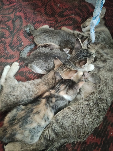 Котята в добрые руки