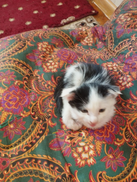 Отдам в хорошие руки котят