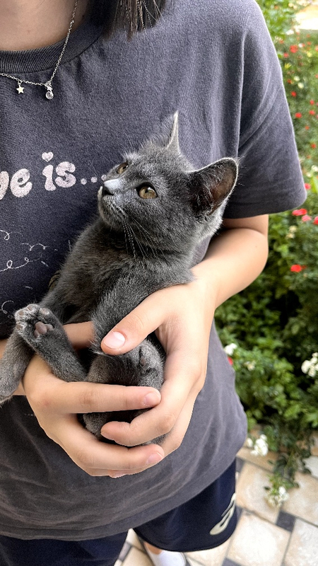 Котенок  , девочка