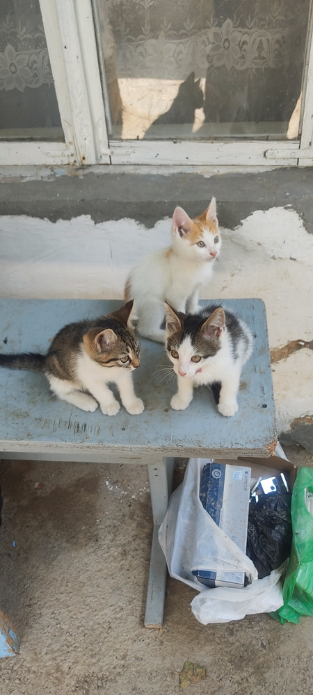 Котята даром отдам