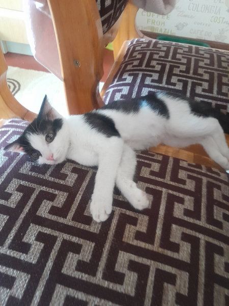 Только в добрые руки! Домашний котёнок (девочка)!
