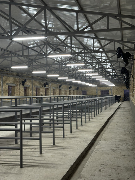 Ferma sotiladi 200 Bosh qora molga ketadi