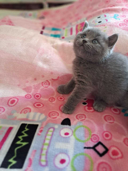 Продается котенок скоттиш страйт, крупный, красивый мальчик.