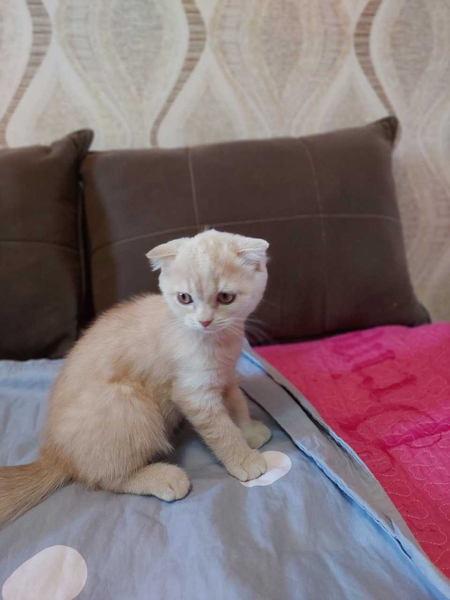 Шотландский вислоухий котенок