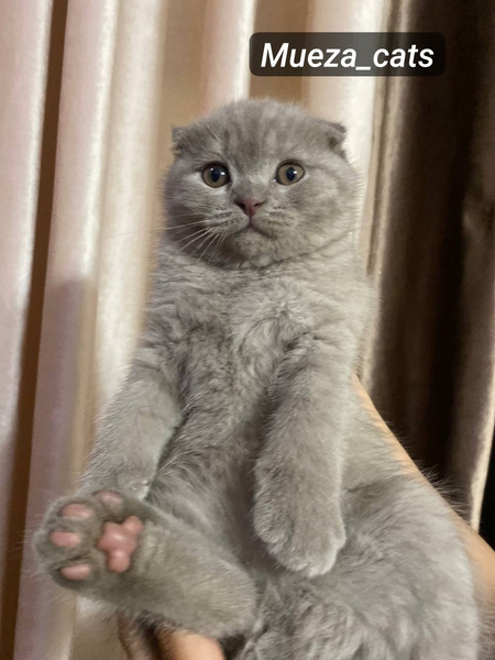 Продаются Британский чистокровны котята