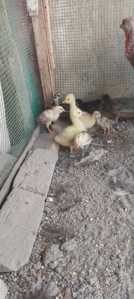 Qoni toza kulangi jòjalar sotiladi Ota onasini rasmini ham qòydim